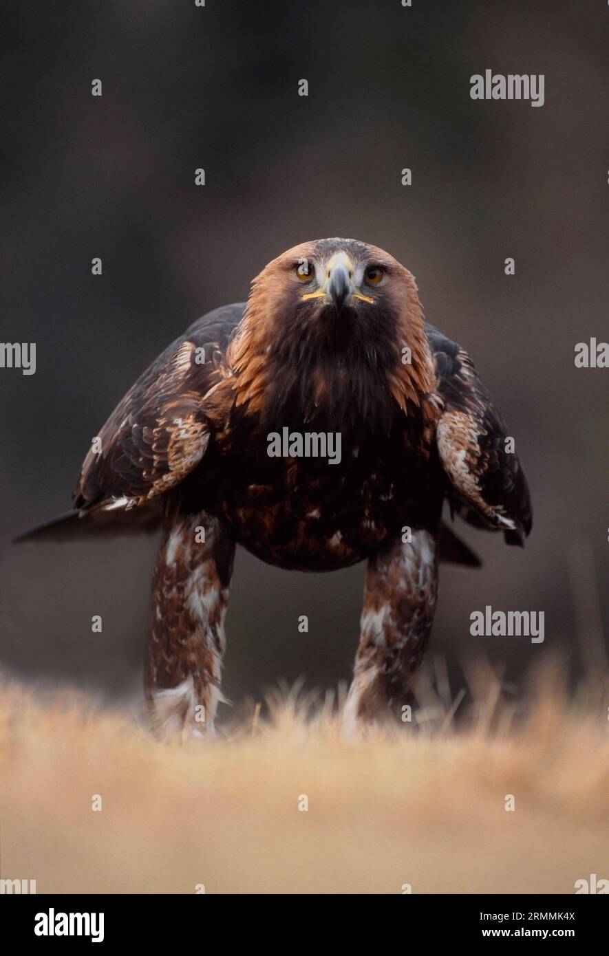 Golden Eagle (Aquila chrysaetos) captive falconer's bird perched on ...