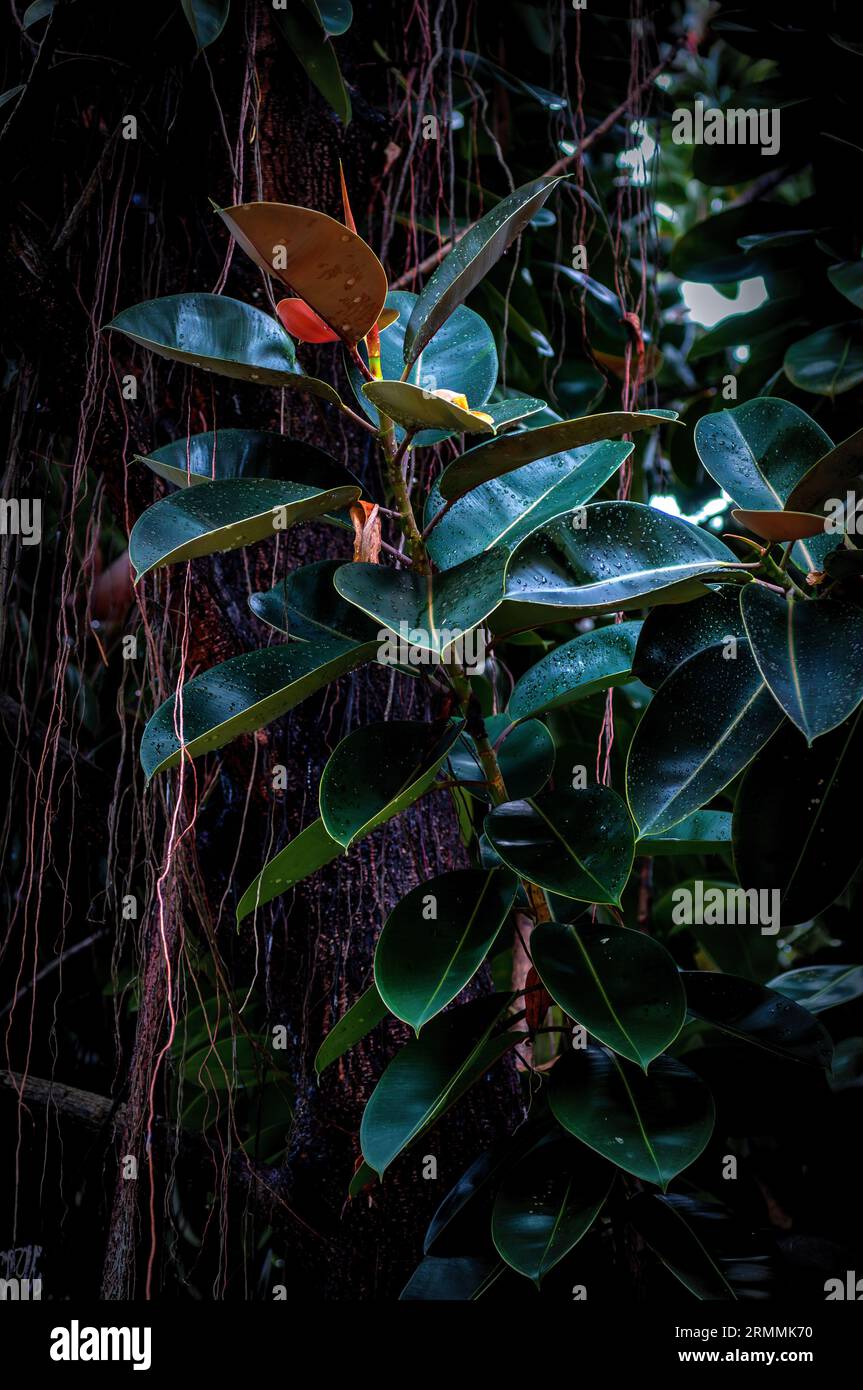 Deep Green Leaves. Lush Tropical Foliage. A Natural and Atmospheric ...