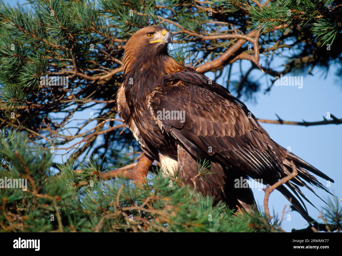 Golden Eagle (Aquila chrysaetos) falconer's bird photographed in scots ...