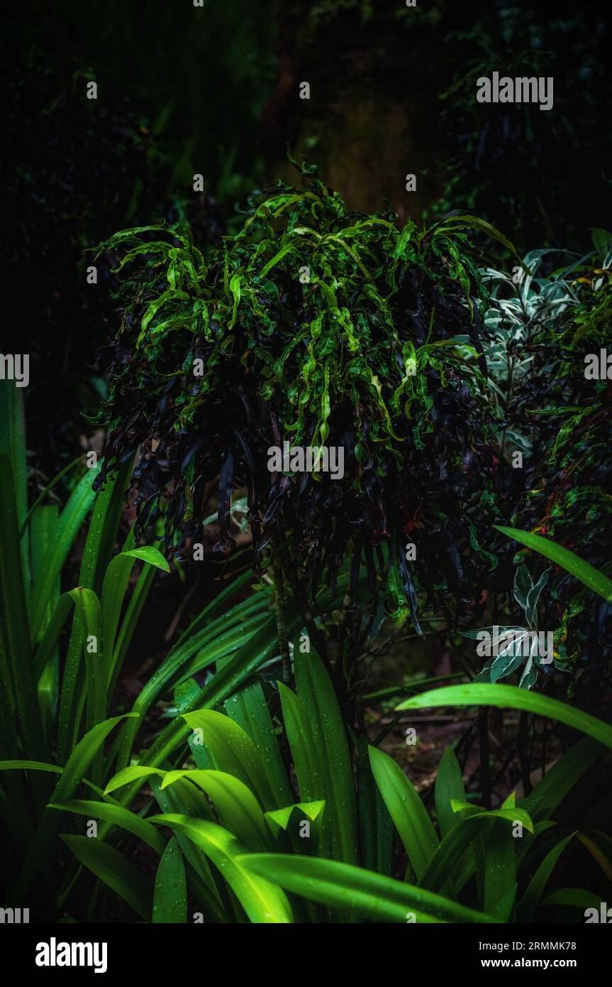 Deep Green Leaves. Lush Tropical Foliage. A Natural and Atmospheric ...