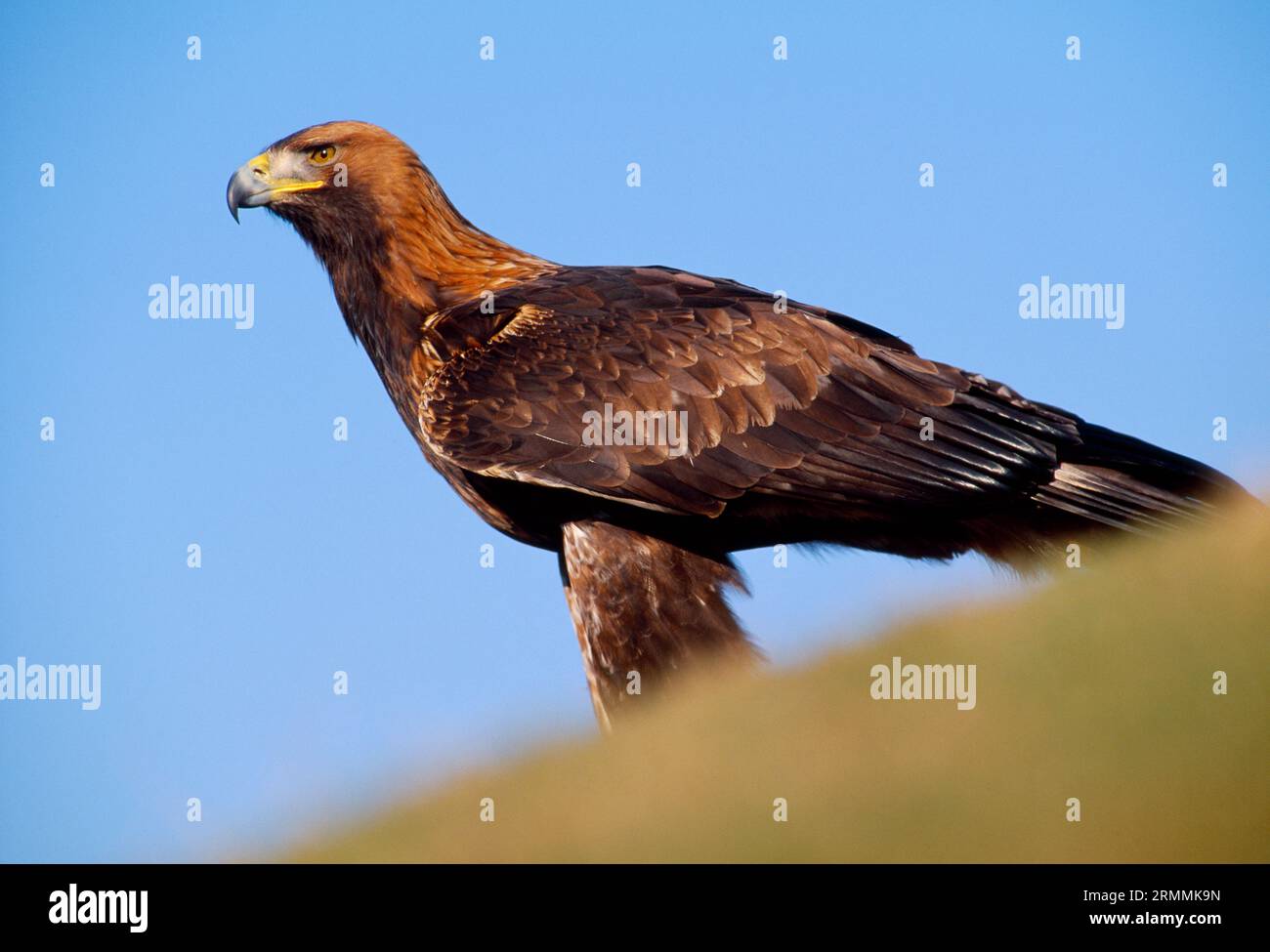 Golden Eagle (Aquila chrysaetos) falconer's bird perched on ground ...