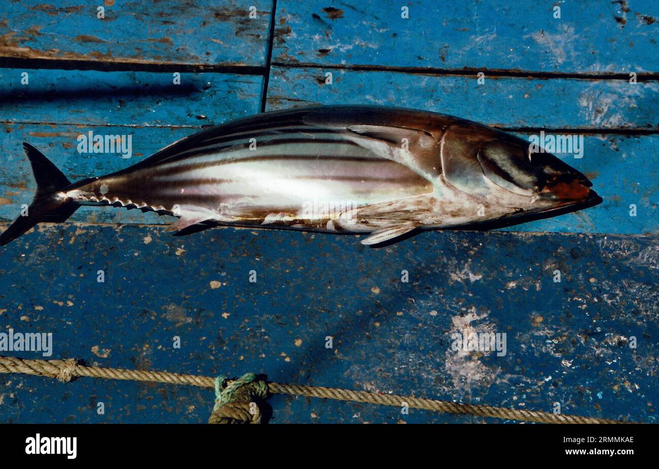 Pole and line tuna fisheries in the Azores islands, Portugal Stock ...