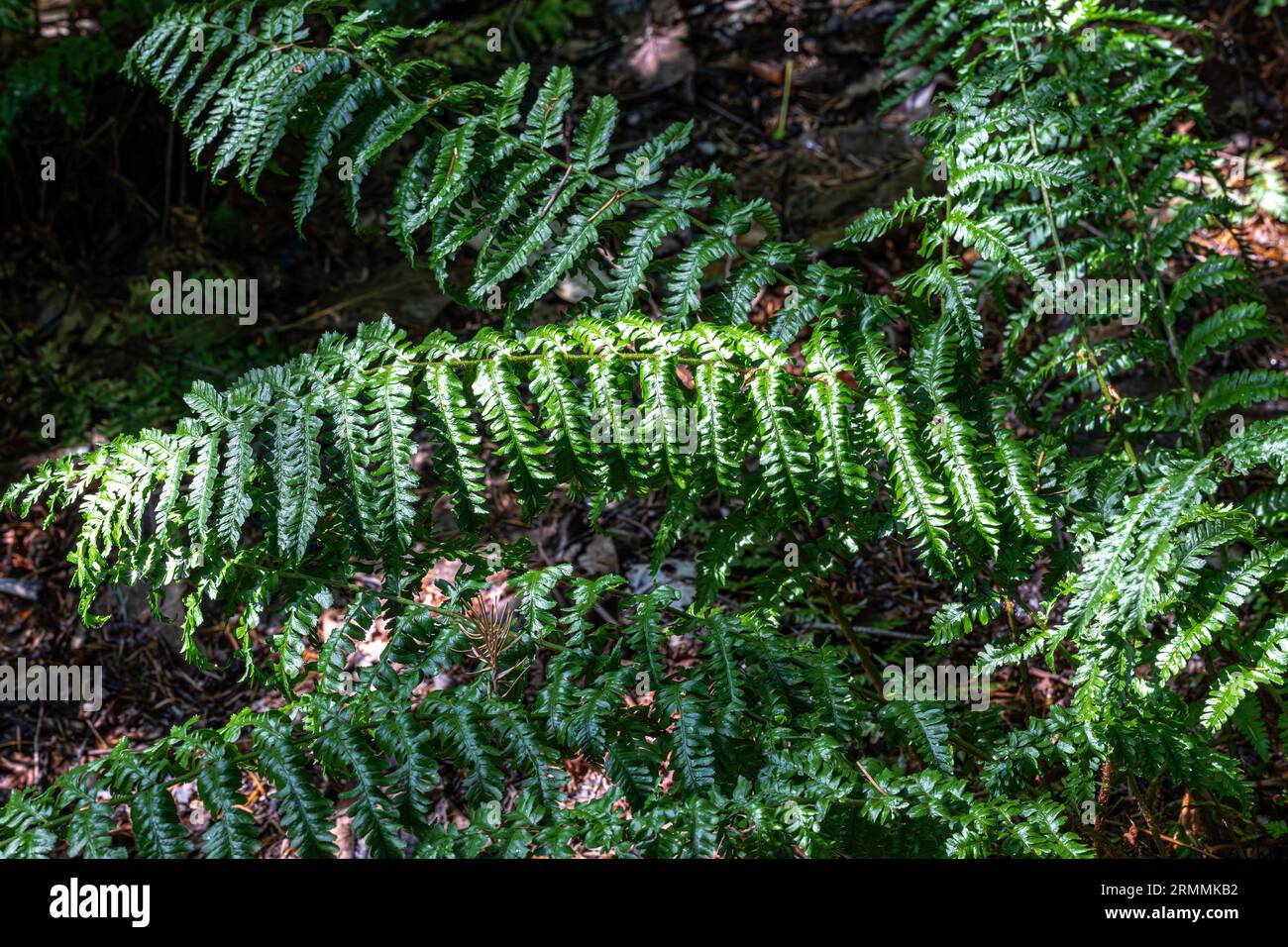 Dryopteris affinis affinis hi-res stock photography and images - Alamy