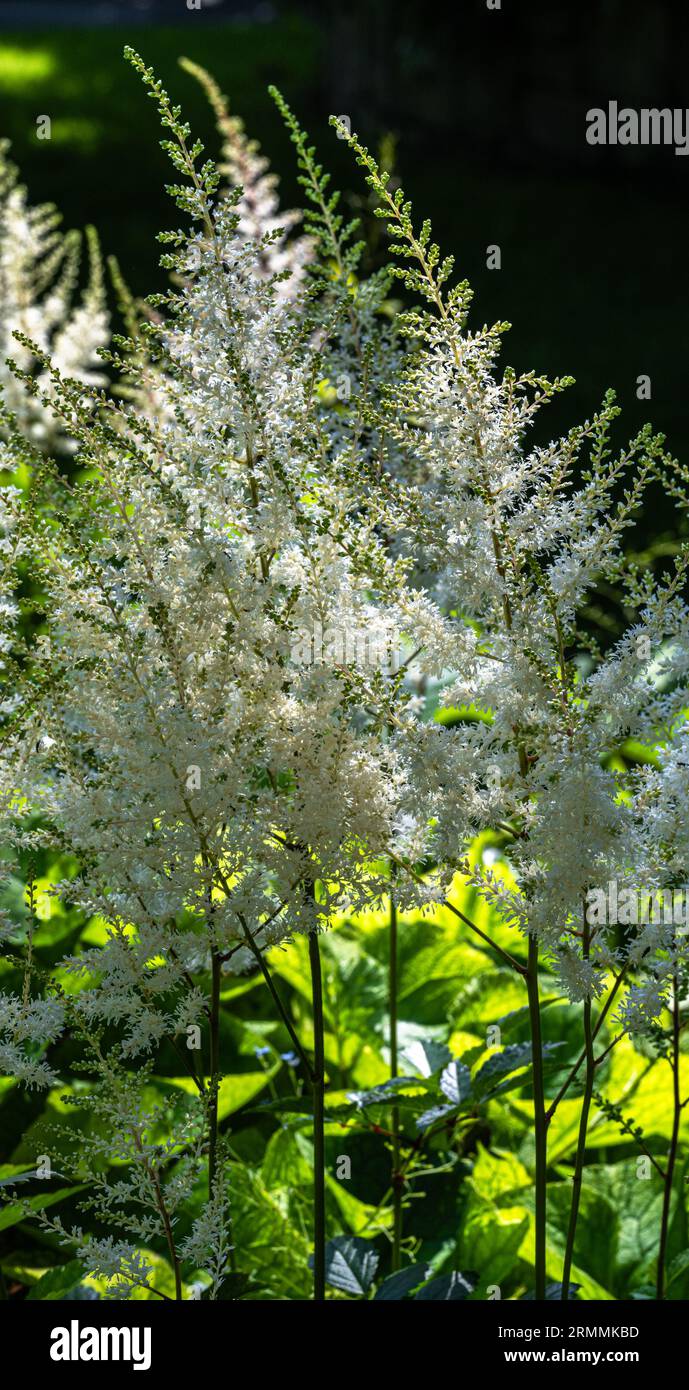 Flowers of Astilbe 'Diamond' (Arendsii Hybrid Stock Photo - Alamy