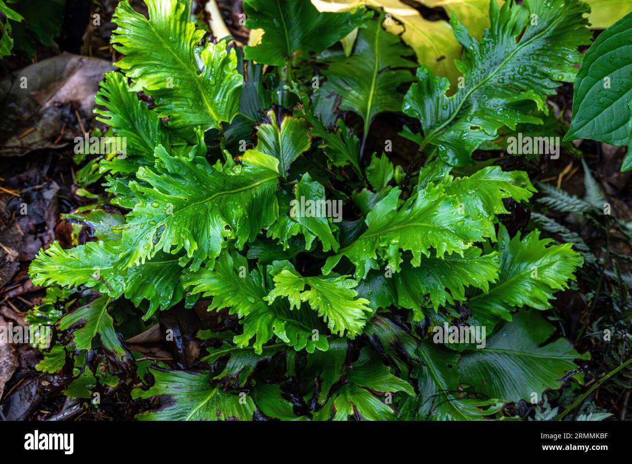 Hart’s Tongue Fern (Asplenium scolopendrium) ‘Kaye’s Lacerated’ Stock ...