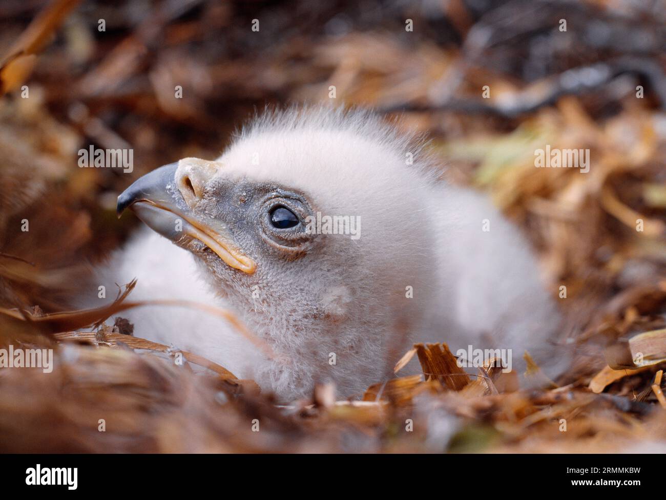 Golden Eagle (Aquila chrysaetos), one week old Golden Eagle chick in ...