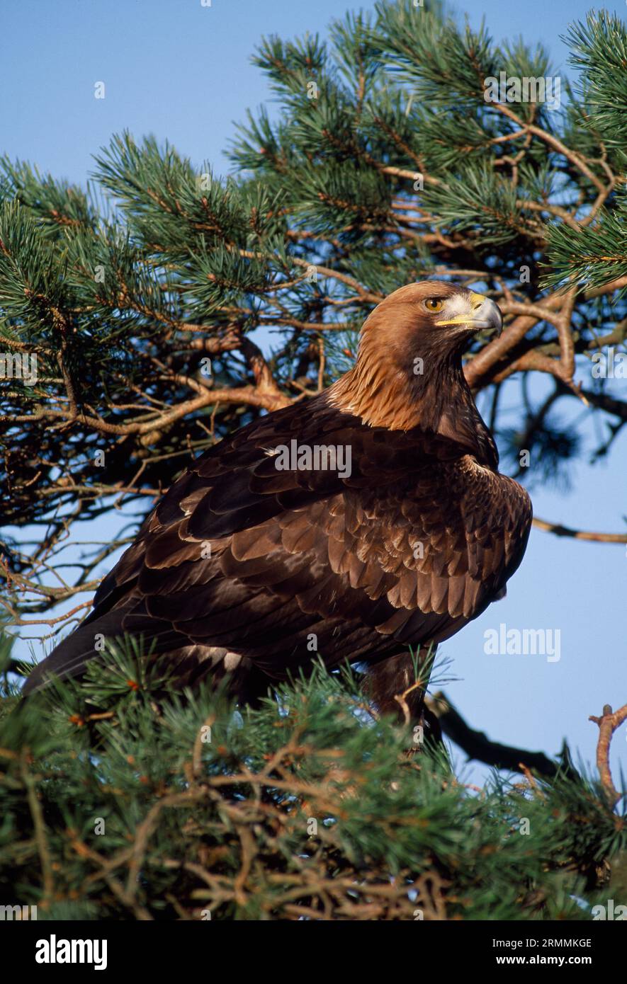 Golden Eagle (Aquila chrysaetos), Falconer's bird perched in scots pine ...