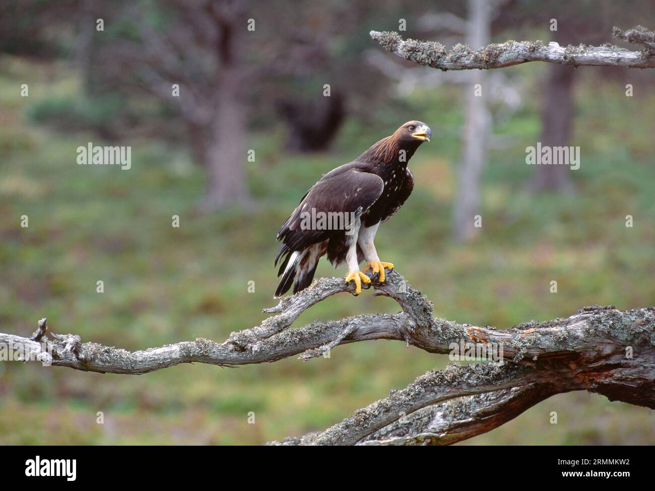 Golden Eagle (Aquila chrysaetos) juvenile bird in summer perched on ...
