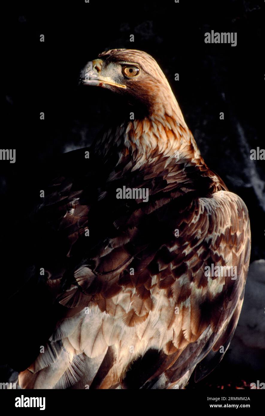 Golden Eagle (Aquila chrysaetos), Female in evening light at eyrie ...