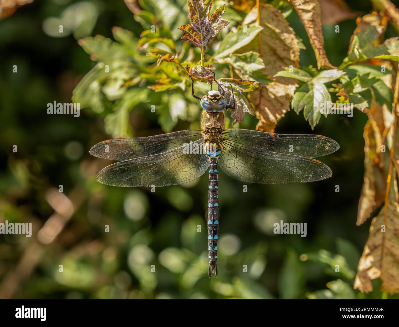 Migrant Hawker, dragonfly,Aeshna mixta, Norfolk, 2023 Stock Photo - Alamy