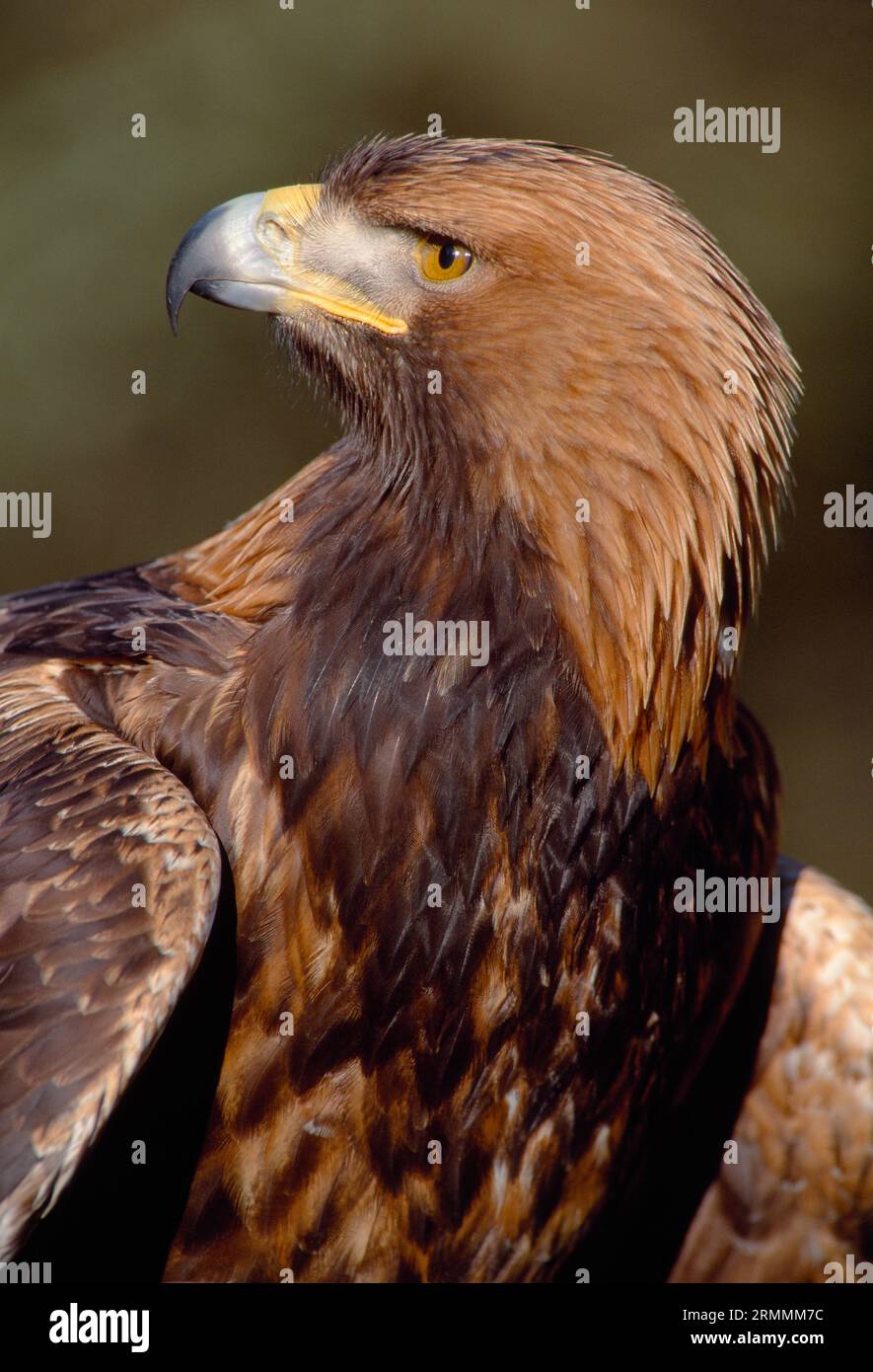 Golden Eagle (Aquila chrysaetos), close-up of falconer's bird ...