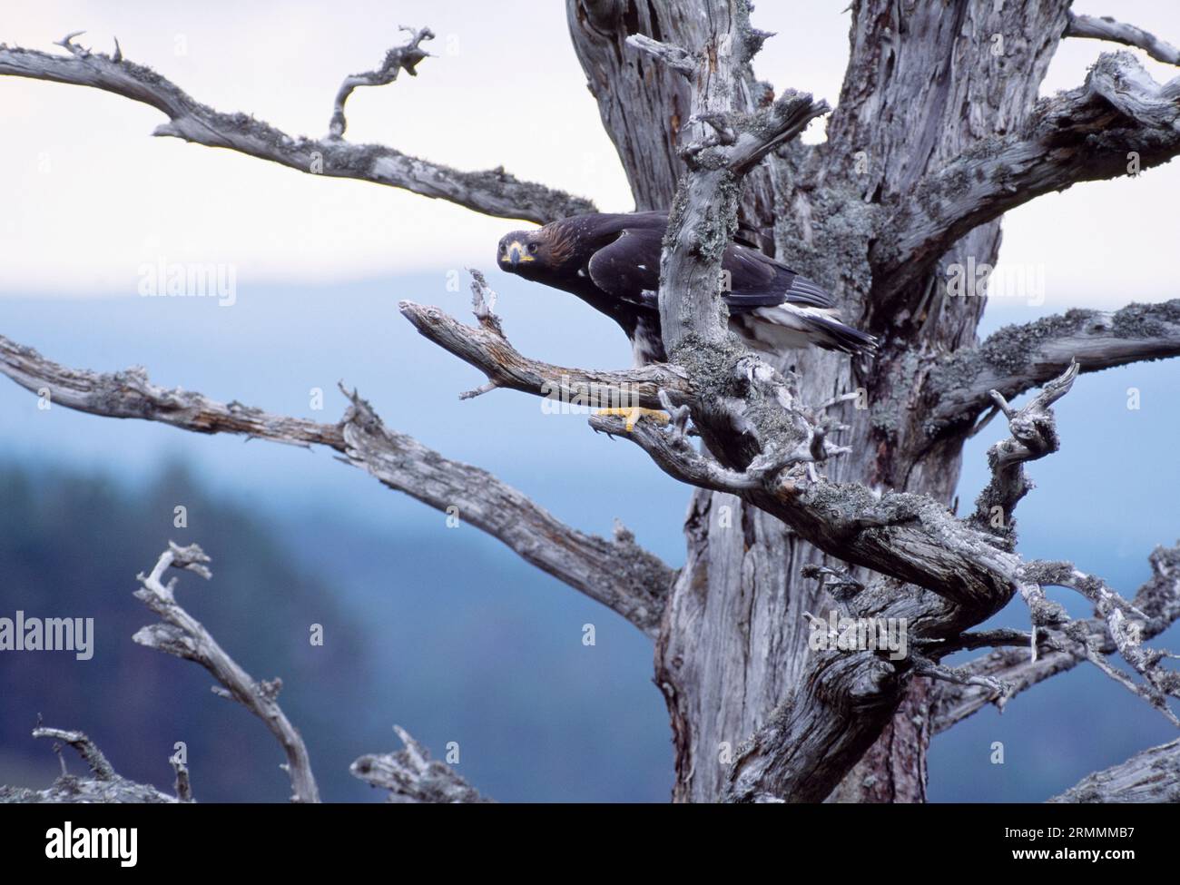 Golden Eagle (Aquila chrysaetos) juvenile bird in summer perched on ...