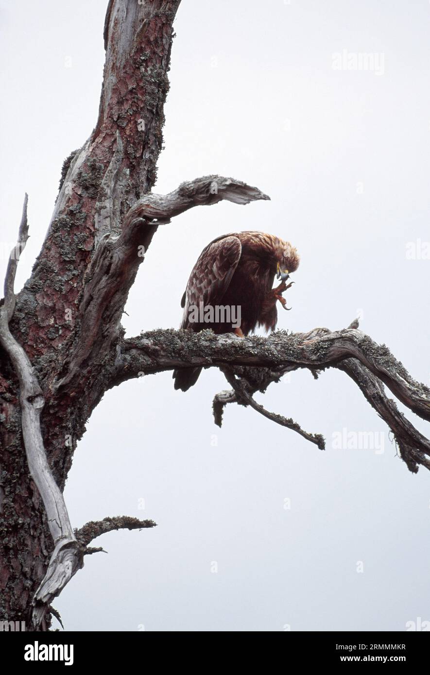 Golden Eagle (Aquila chrysaetos) adult bird preening on Scot's pine ...