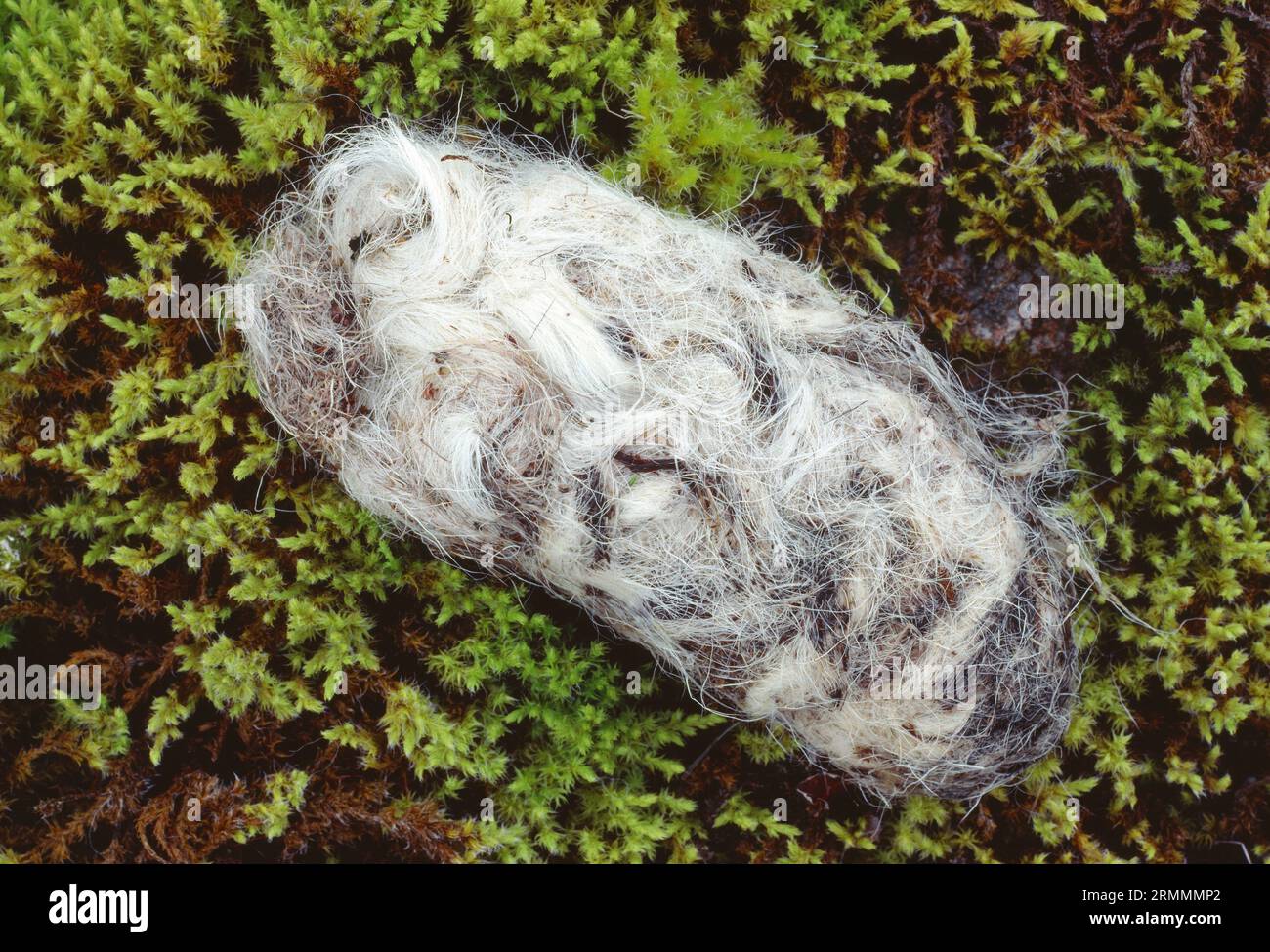 Regurgitated hi-res stock photography and images - Alamy