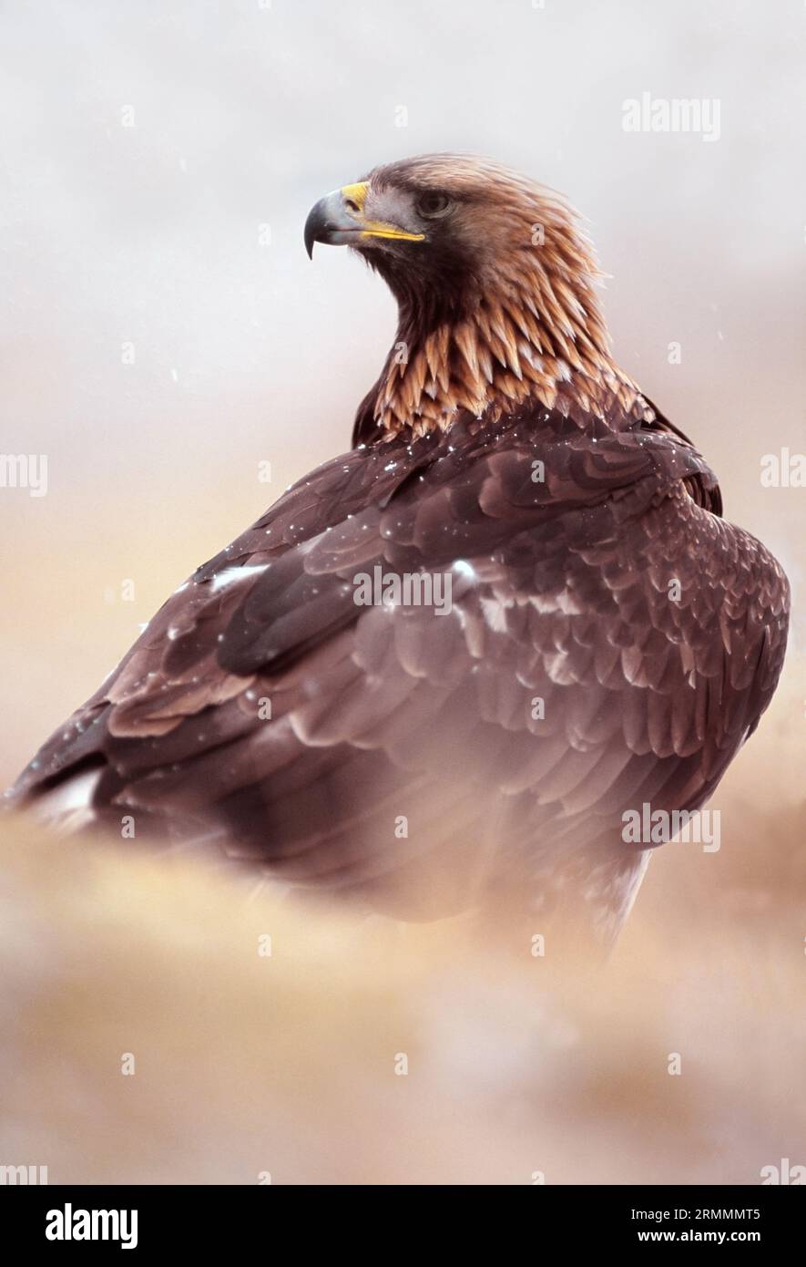 Golden Eagle (Aquila chrysaetos) adult photographed through vegetation ...