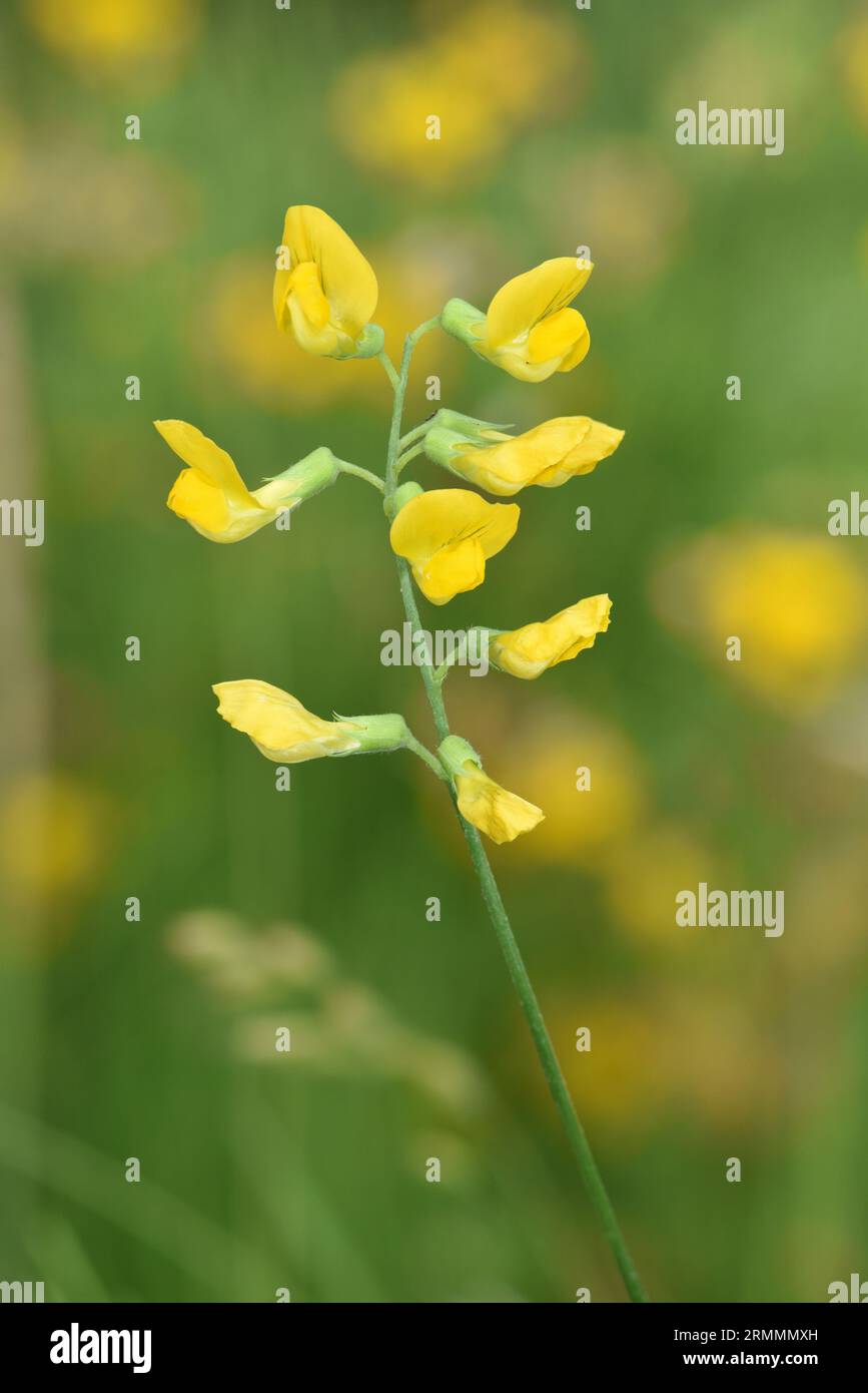Meadow Vetchling - Lathyrus pratensis Stock Photo - Alamy