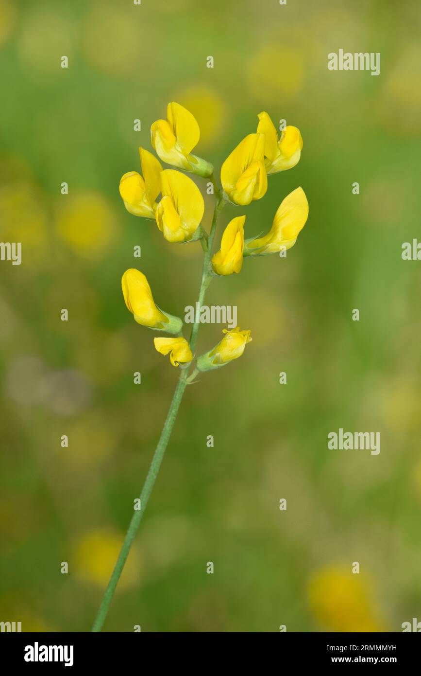 Lathyrus pratensis hi-res stock photography and images - Alamy