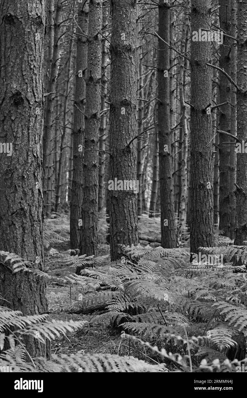 Park beautiful flowers water Black and White Stock Photos & Images - Alamy