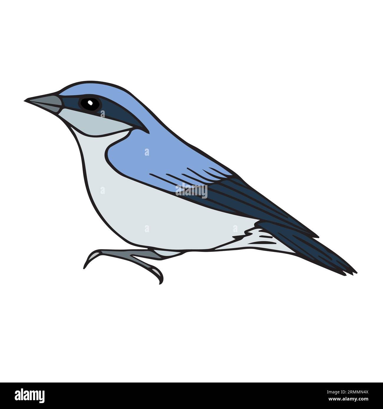 Vector hand drawn doodle sketch colored nuthatch bird isolated on white background Stock Vector ...