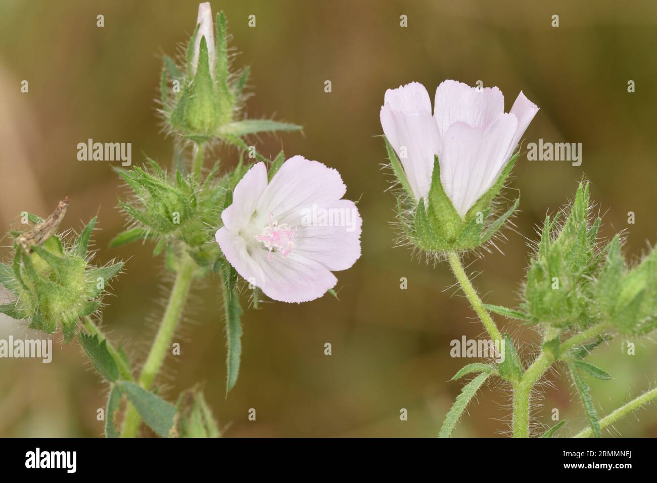 Rough Mallow - Malva setigera Stock Photo - Alamy