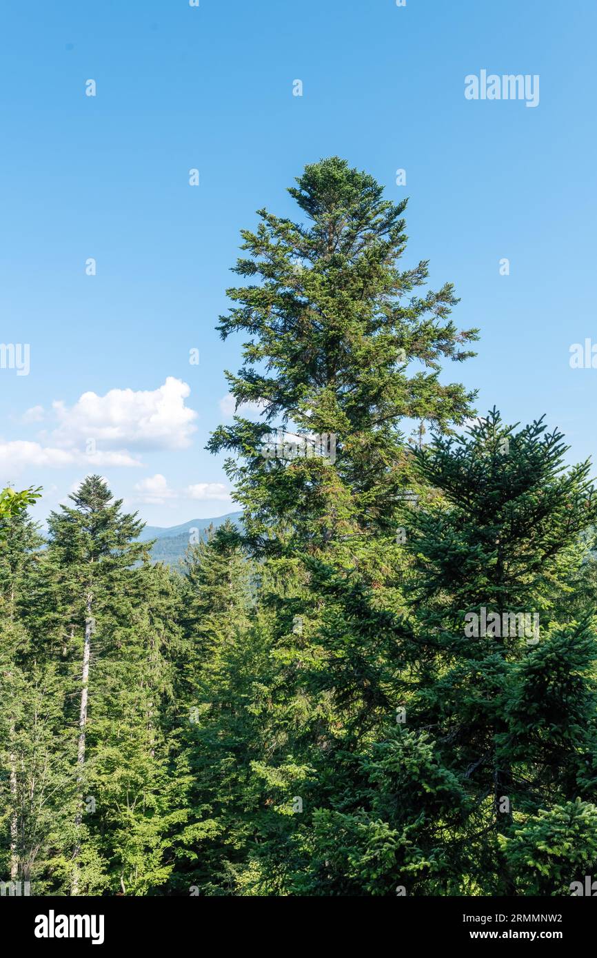 Spruce and fir trees in the Bavarian Forest Germany against a cloudy ...