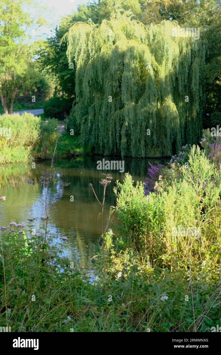 English village Water Mill and mill pond fed by a brook from open ...