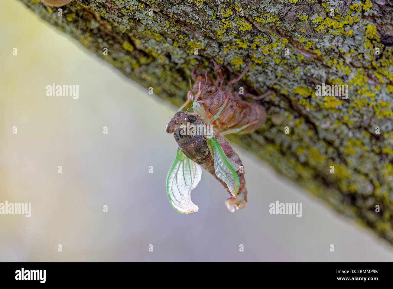 The dog-day cicada (Neotibicen canicularis). The final stage of the ...