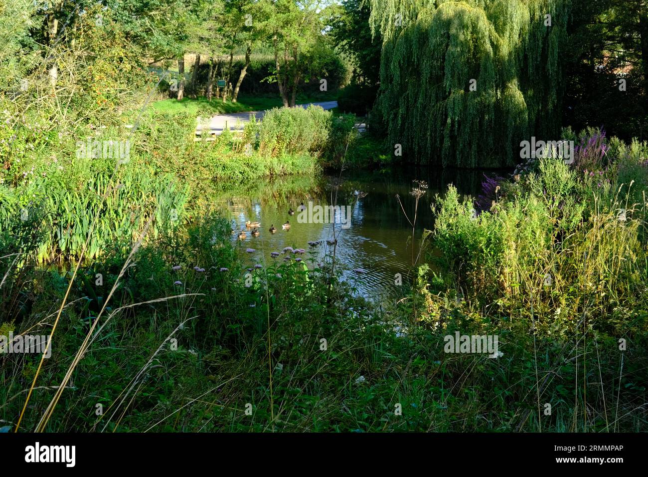 English village Water Mill and mill pond fed by a brook from open ...
