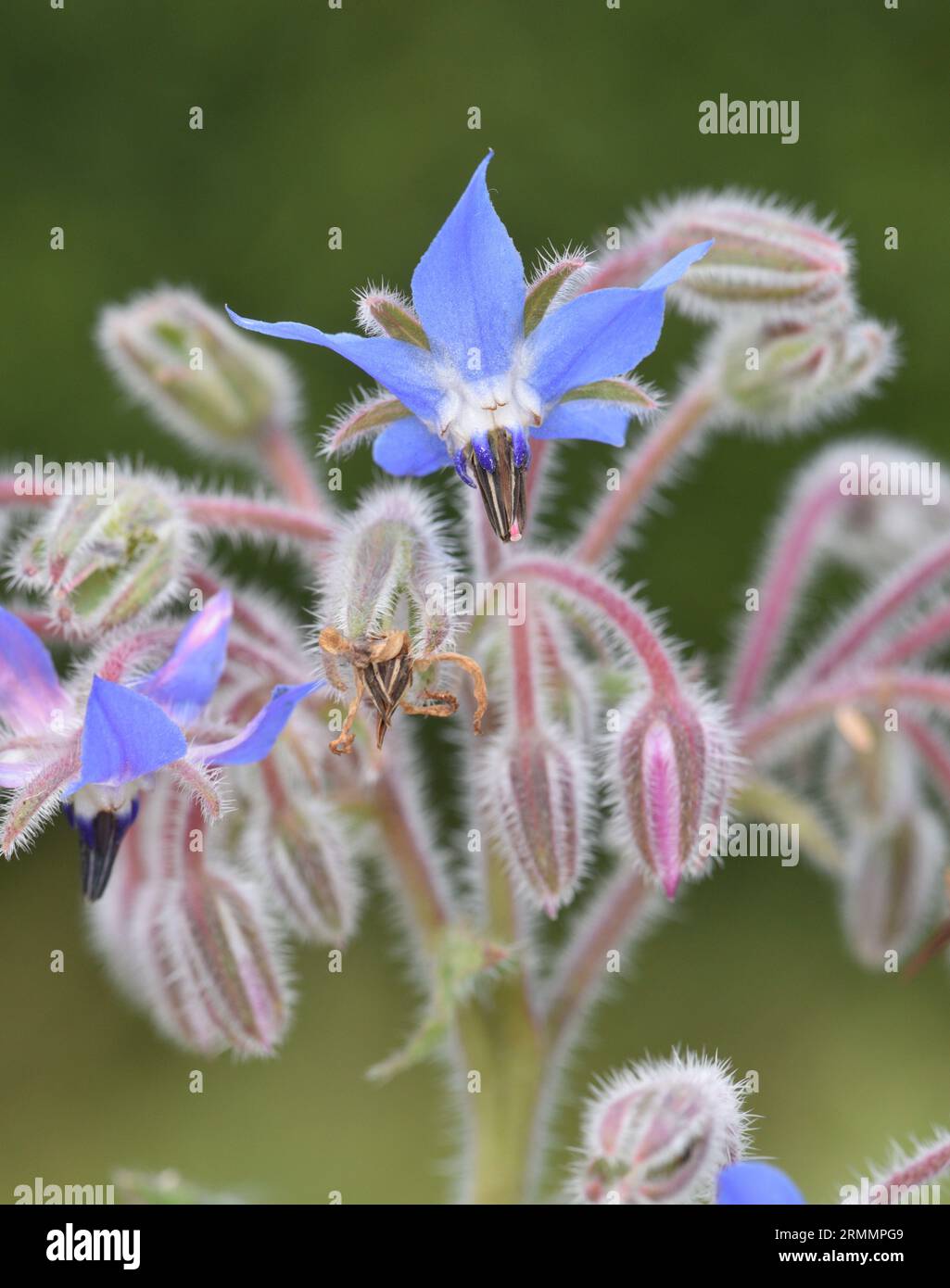 Borage - Borago officinalis Stock Photo - Alamy