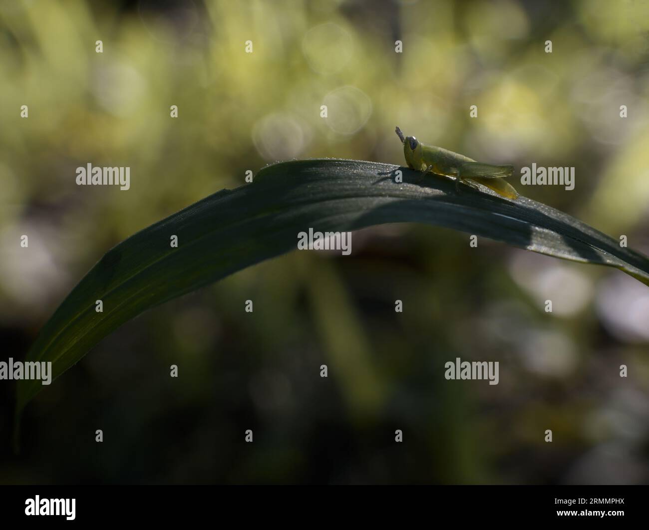 Grasshopper nymphs hi-res stock photography and images - Alamy