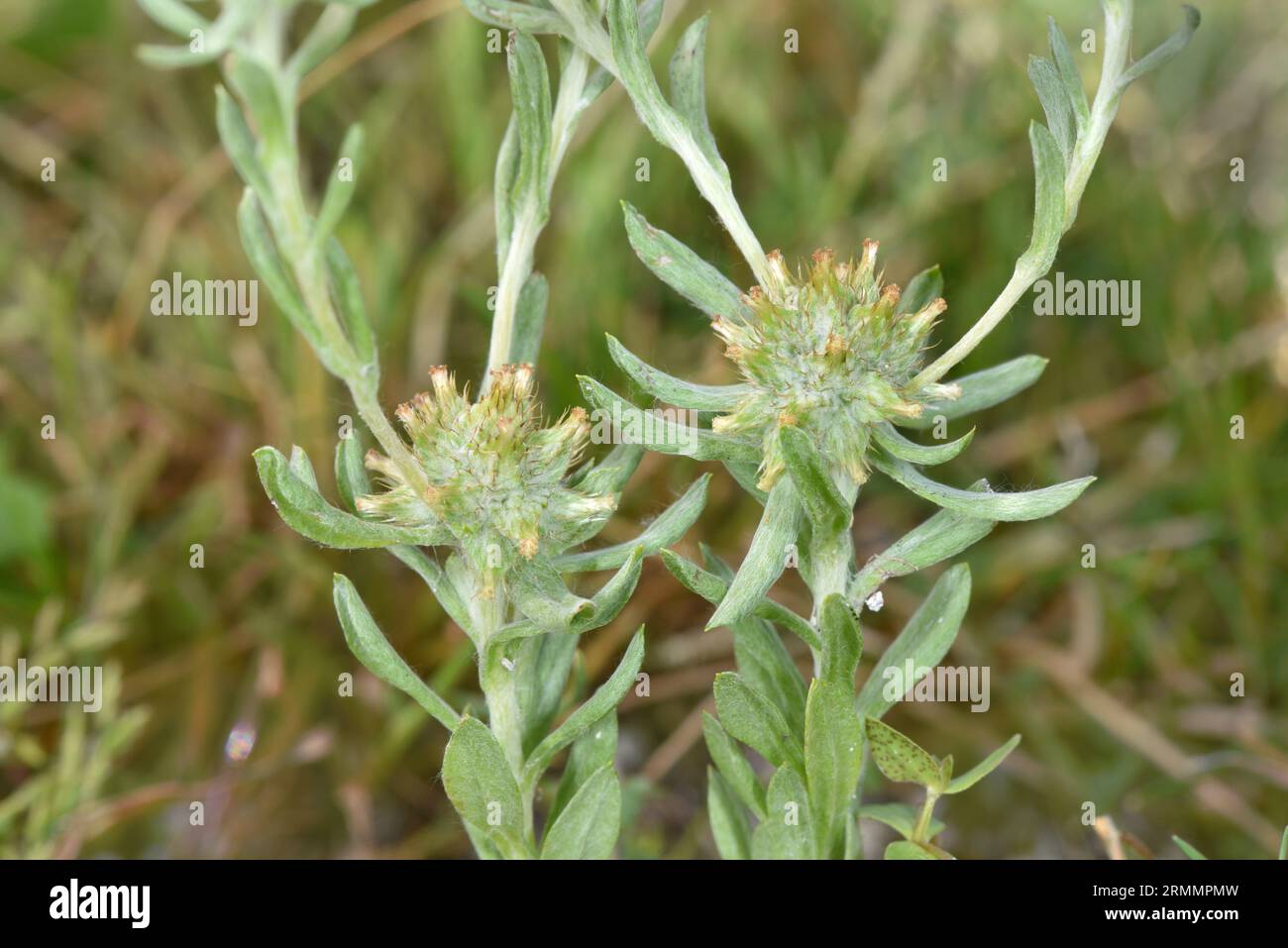 Broad-leaved Cudweed - Filago pyramidata Stock Photo - Alamy