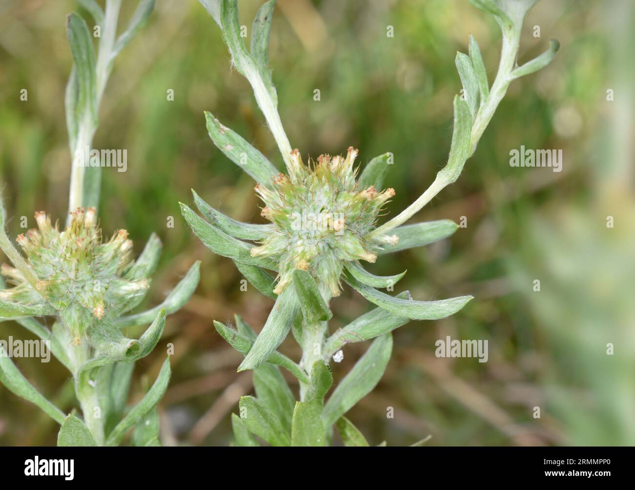 Broad-leaved Cudweed - Filago pyramidata Stock Photo - Alamy