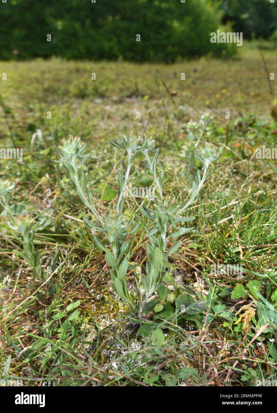 Broad-leaved Cudweed - Filago pyramidata Stock Photo - Alamy