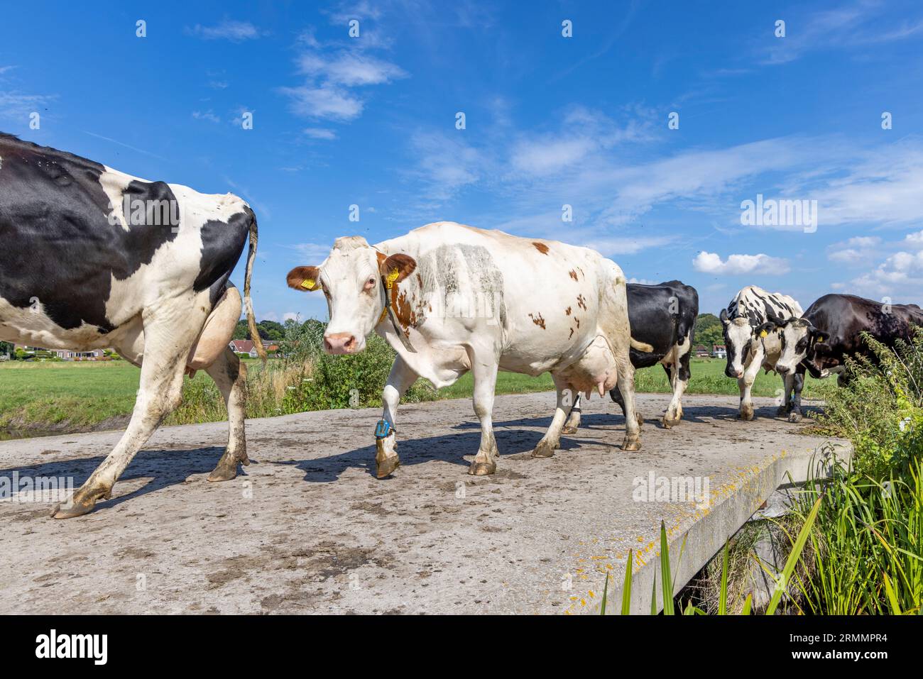 Walking and standing cows hi-res stock photography and images - Alamy