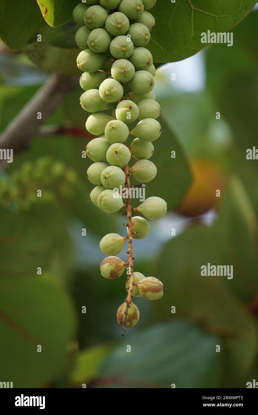 Coccoloba uvifera, This plant is an ornamental plant and serves as a ...