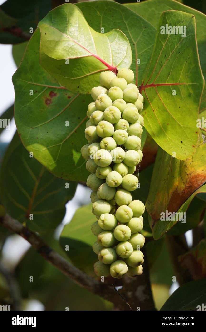 Coccoloba uvifera, This plant is an ornamental plant and serves as a ...