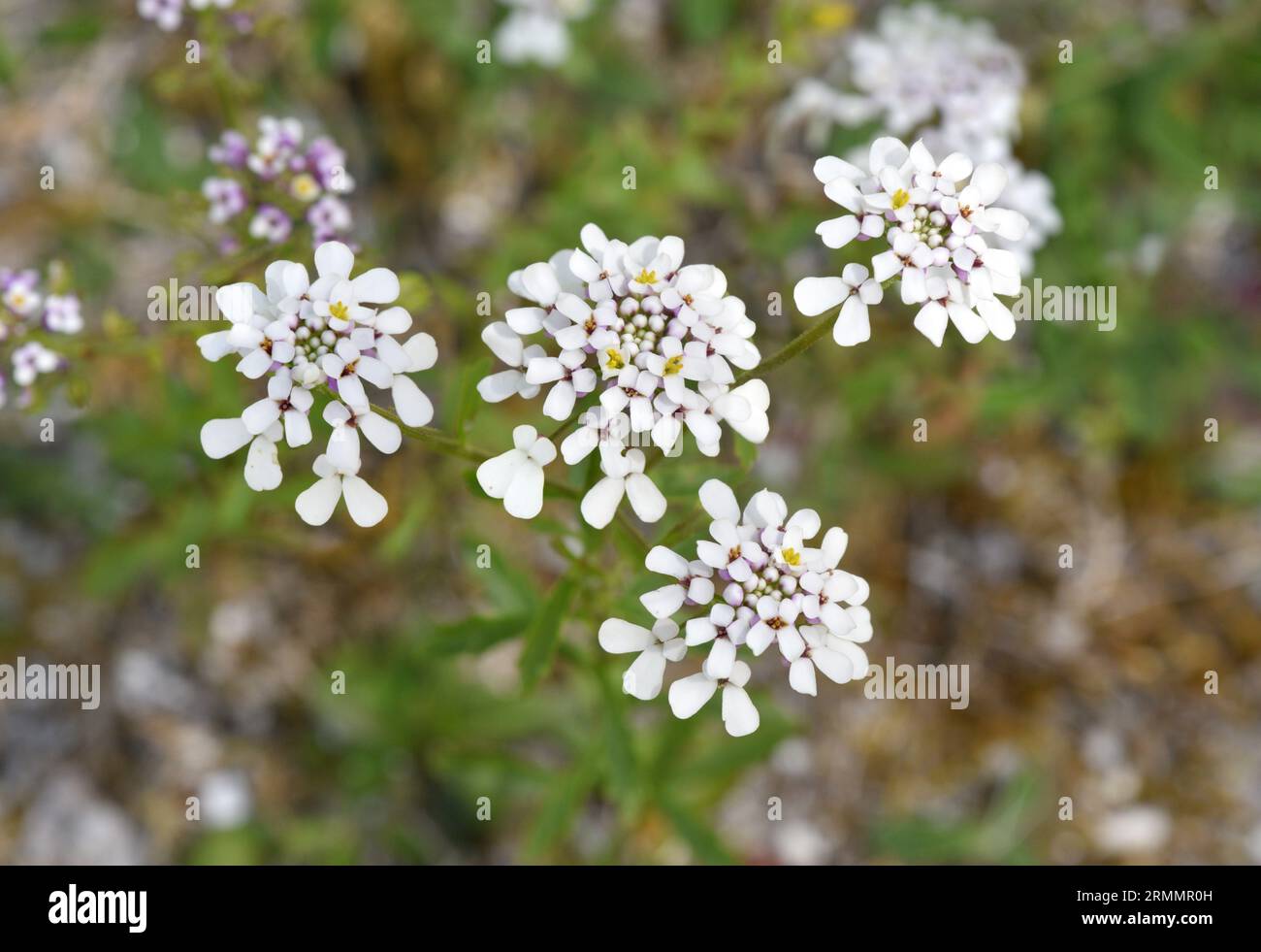 Wild Candytuft - Iberis amara Stock Photo - Alamy