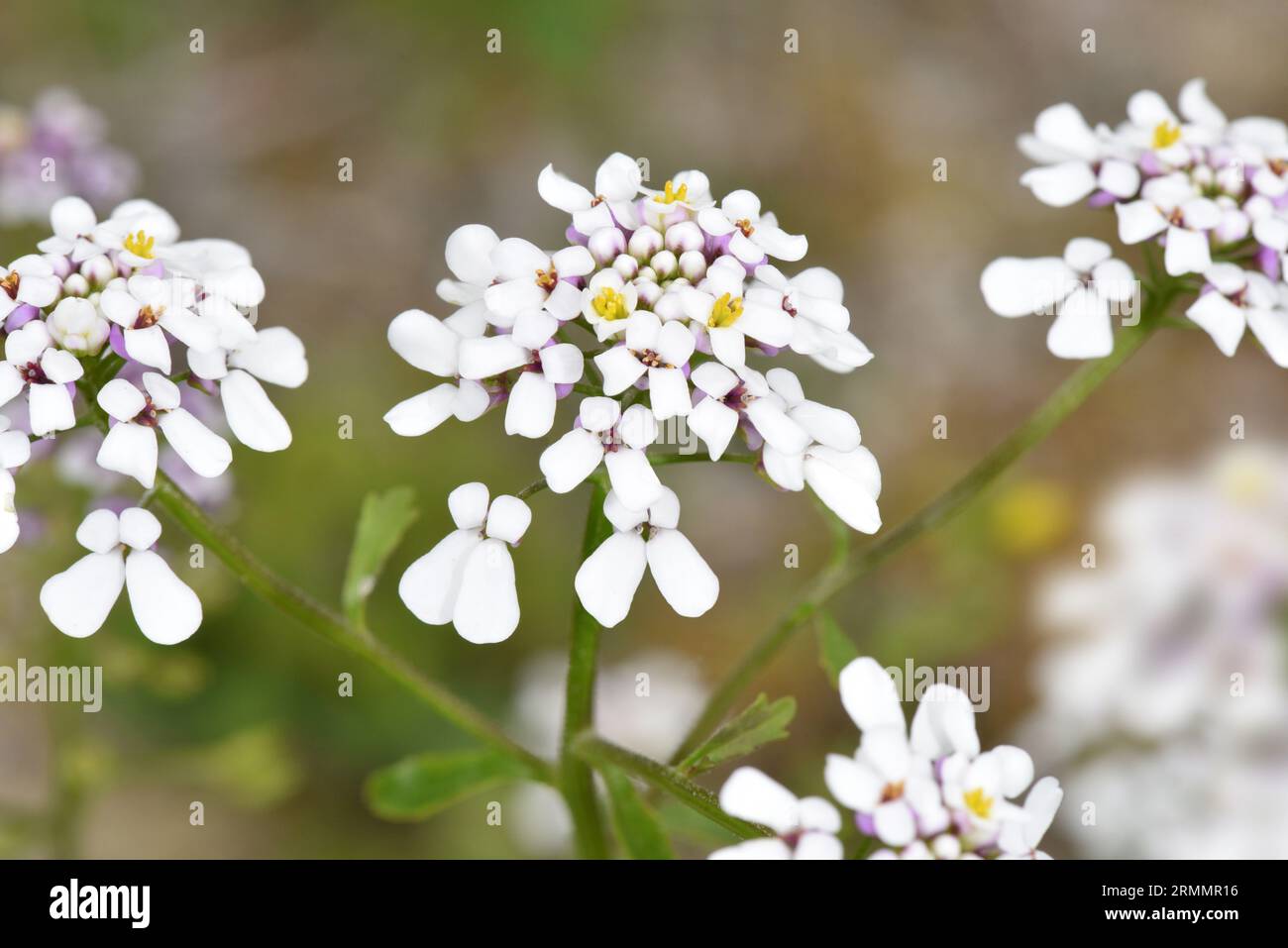 Iberis amara hi-res stock photography and images - Alamy
