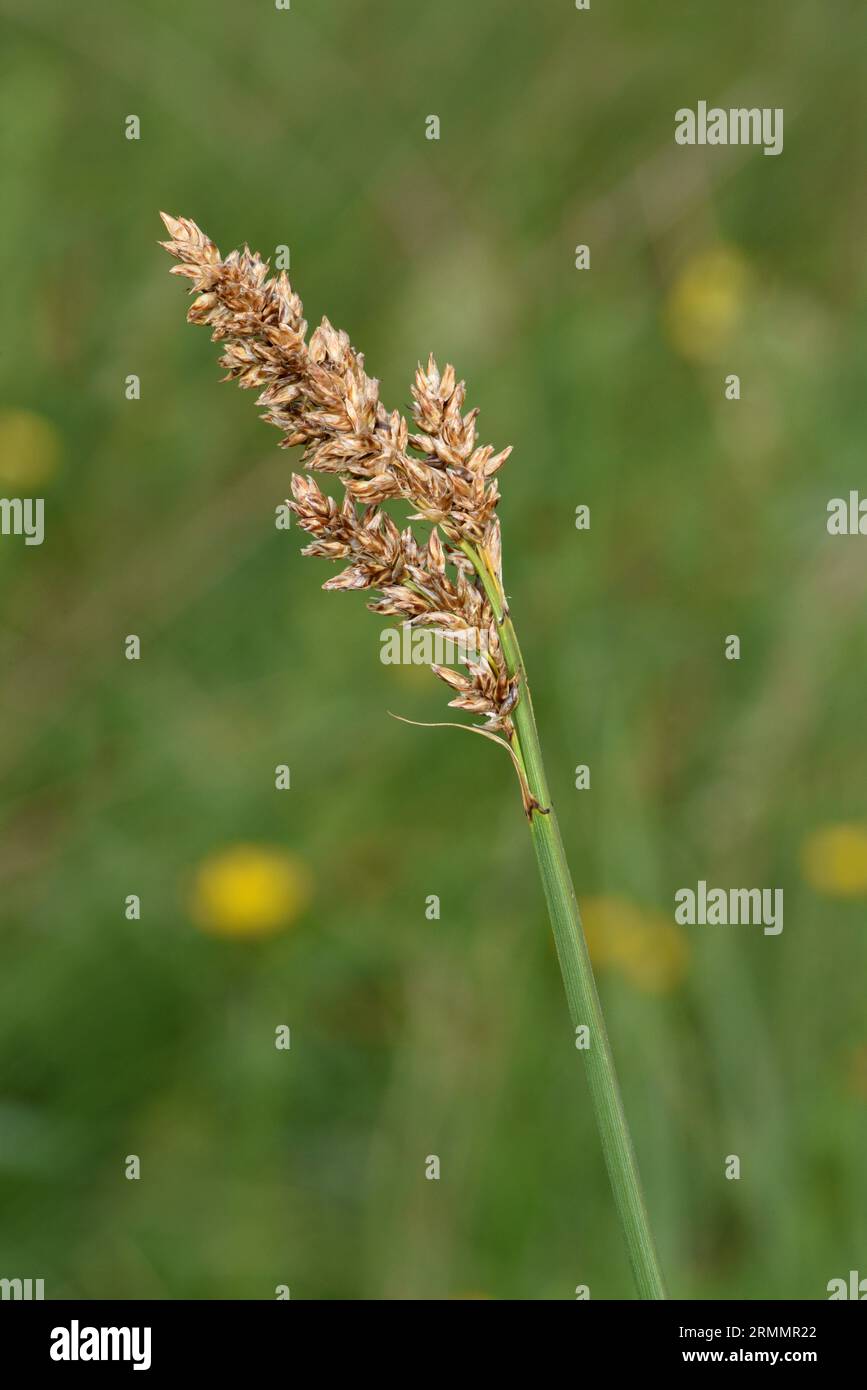 Lesser Tussock-sedge - Carex diandra Stock Photo - Alamy