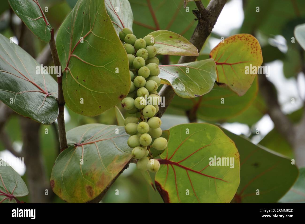 Coccoloba uvifera, This plant is an ornamental plant and serves as a ...