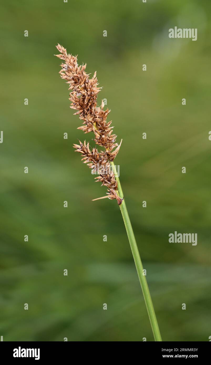 Lesser Tussock-sedge - Carex diandra Stock Photo - Alamy