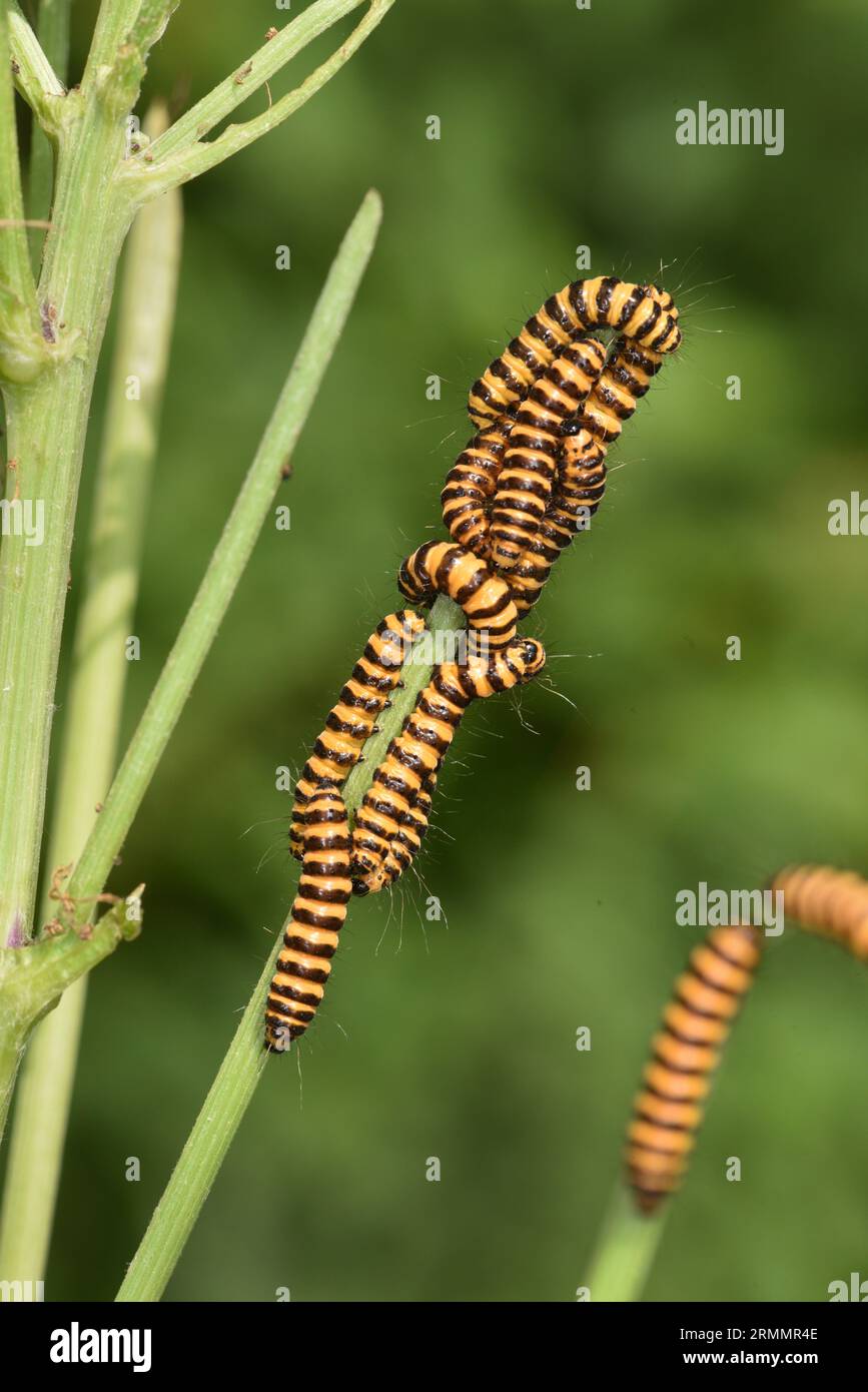 Cinnabar Moth - Tyria jacobaeae Stock Photo - Alamy