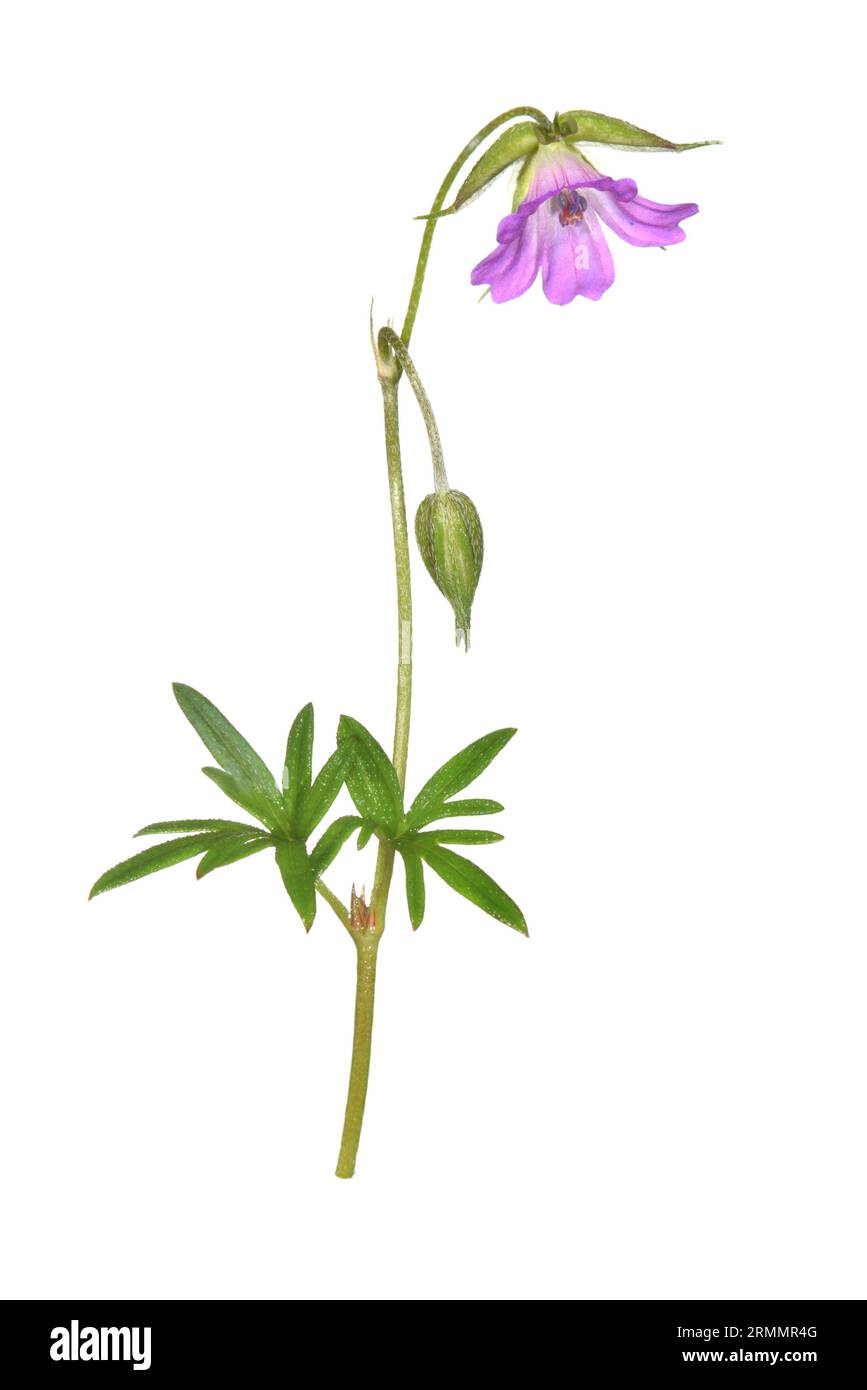 Long-stalked Crane's-bill - Geranium columbinum Stock Photo - Alamy