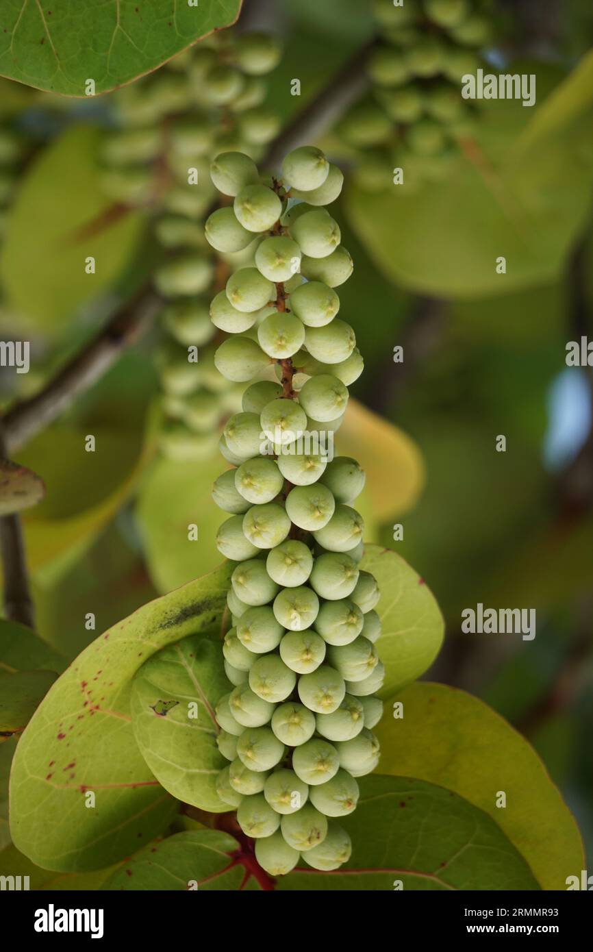 Coccoloba uvifera, This plant is an ornamental plant and serves as a ...