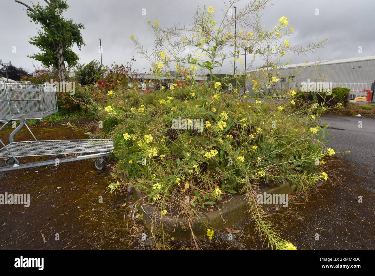 False London-rocket - Sisymbrium loeselii Stock Photo - Alamy
