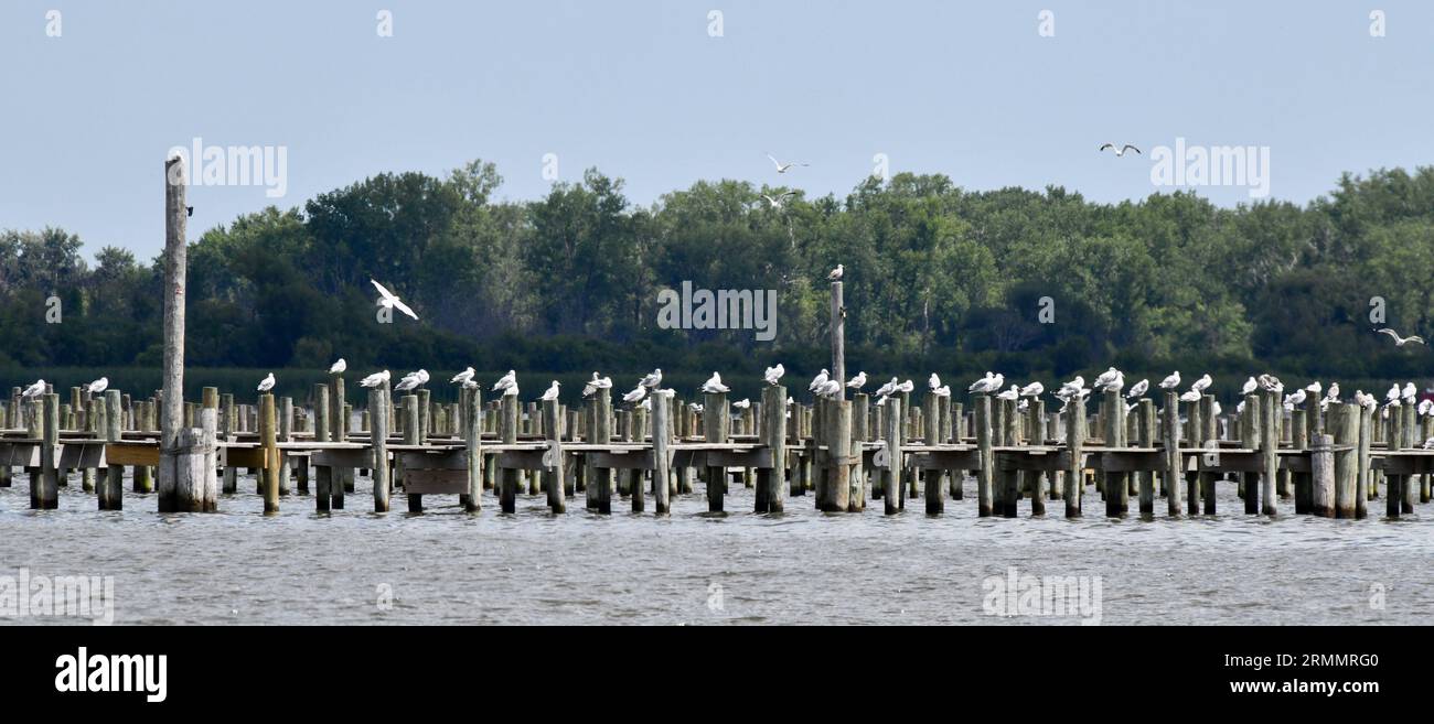 Gulls by pier hi-res stock photography and images - Alamy