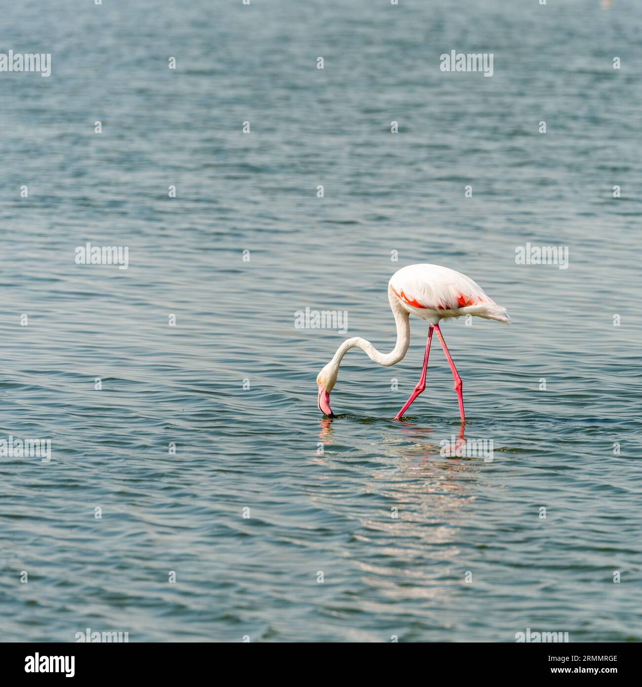 Greater flamingo feeding in shallow water Stock Photo - Alamy
