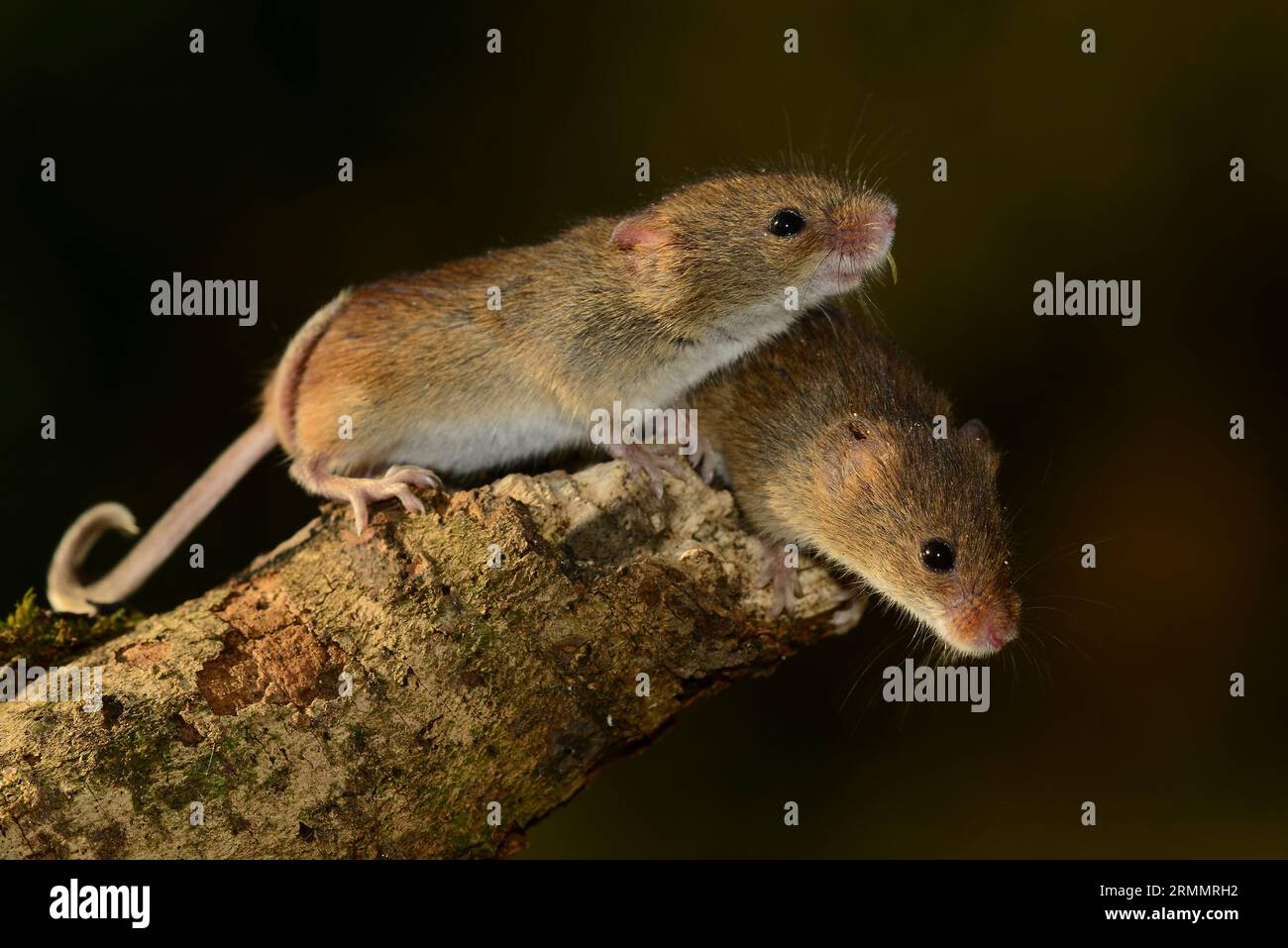 Adult harvest mice micromys minutes sorcinus. Dorset, UK February Stock ...