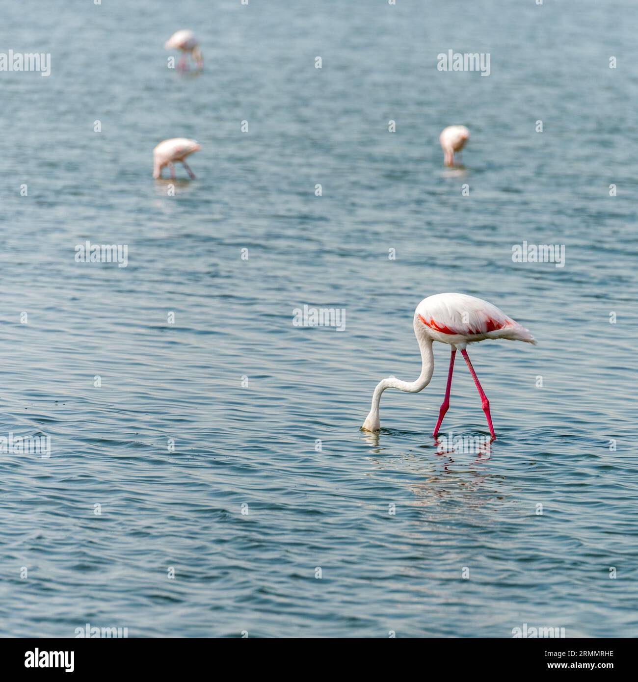 Greater flamingo feeding in shallow water Stock Photo - Alamy