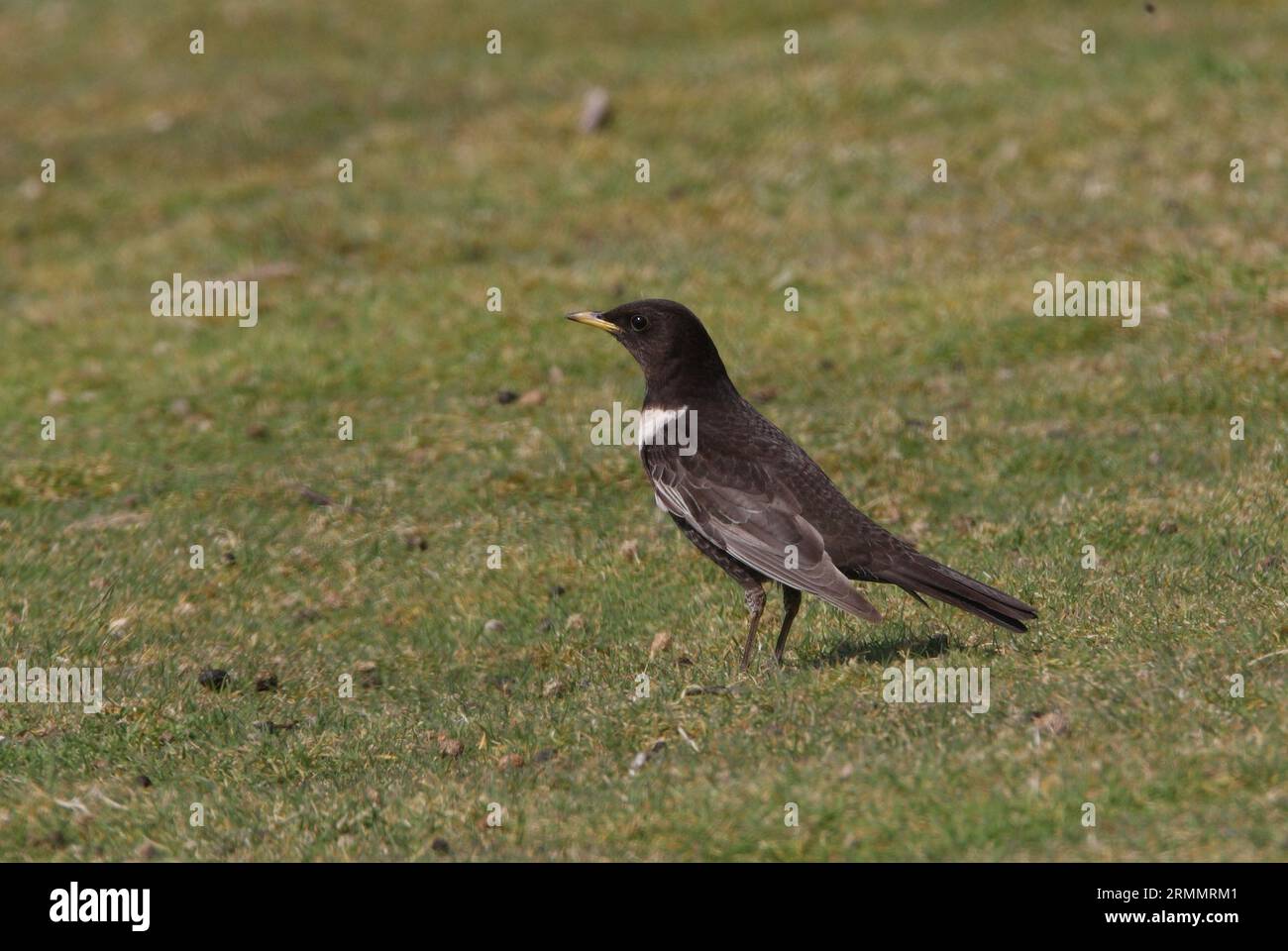 Ring Ouzel (Turdus torquatus) first summer male on short grass Eccles ...